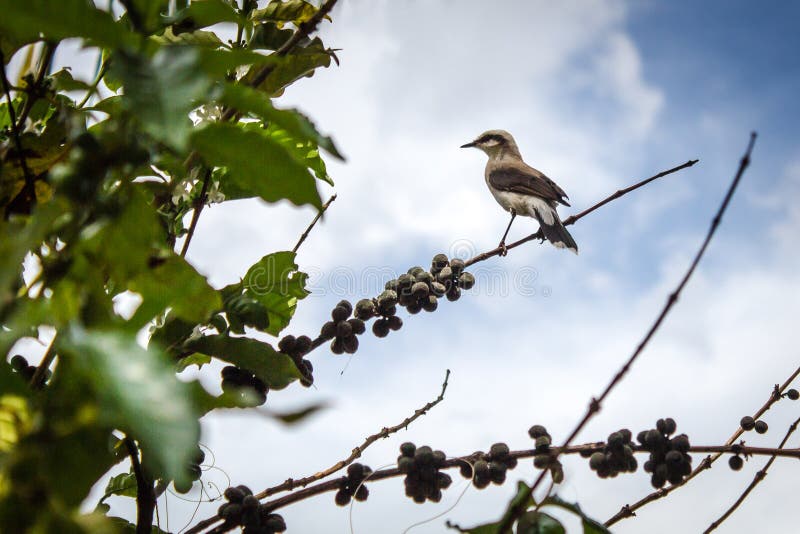 Bird on a coffee tree stock image. Image of crop, agriculture - 53677723