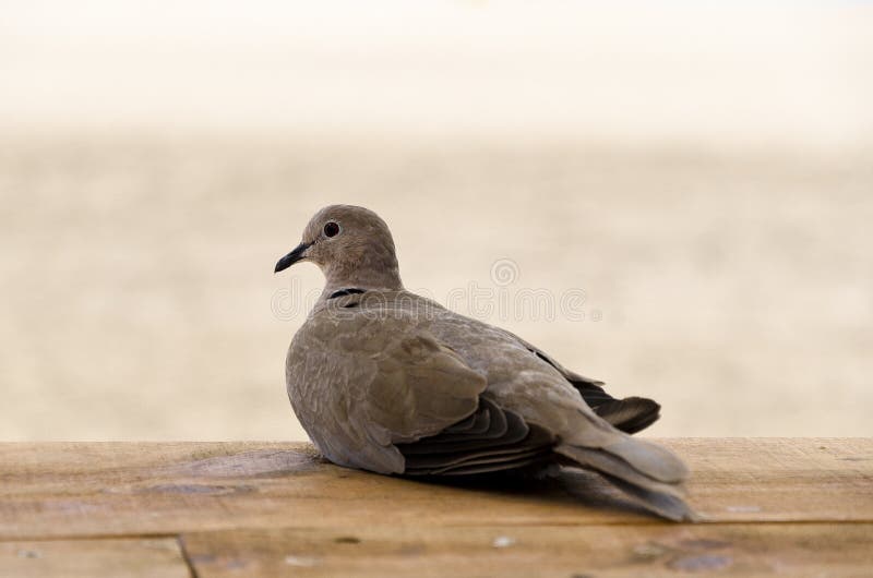 Bird stock image. Image of beak, resting, love, wings - 57961853