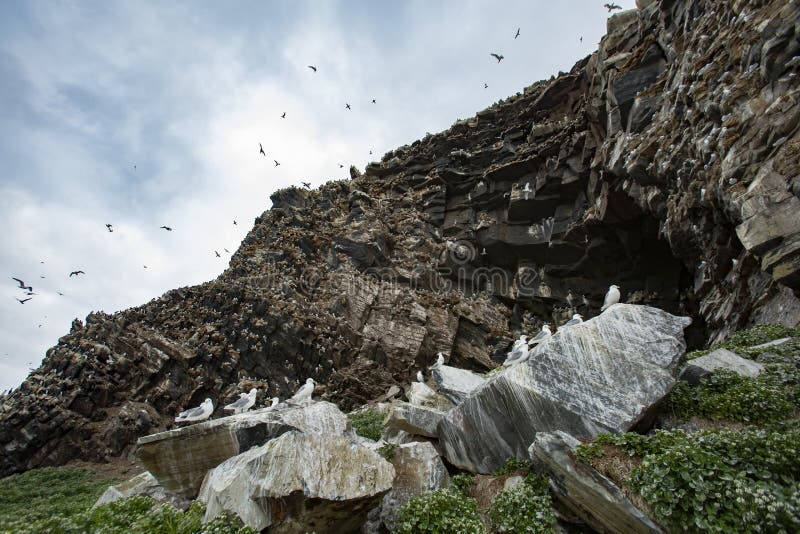 Bird Colony on the Cliff in Norwegian Nature Stock Image - Image of ...