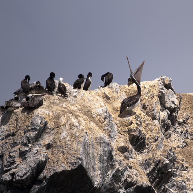 Bird Colony Nesting on Rock Stock Image - Image of rock, chile: 18257587