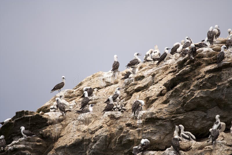 Bird Colony Nesting On Rock Royalty Free Stock Photography - Image ...