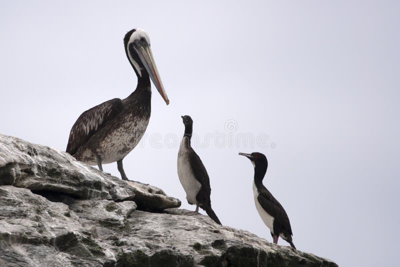 Bird Colony Nesting on Rock Stock Image - Image of animal, chile: 18257647