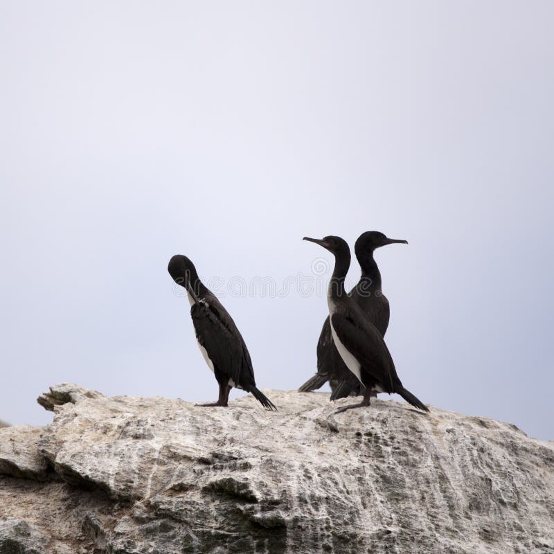 Bird Colony Nesting on Rock Stock Image - Image of chile, nature: 18257425