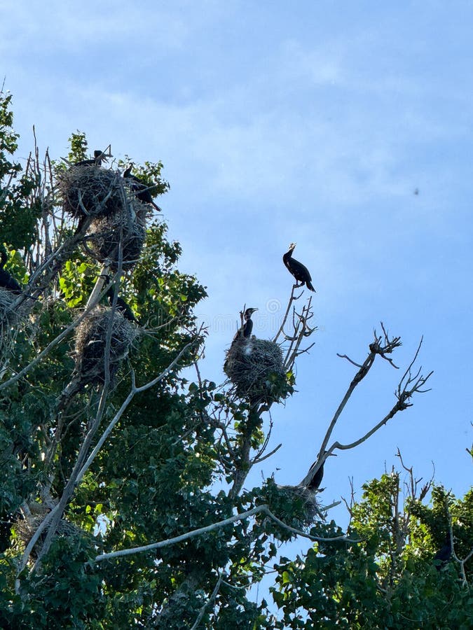 465 Rookery Nesting Colony Stock Photos - Free & Royalty-Free Stock ...