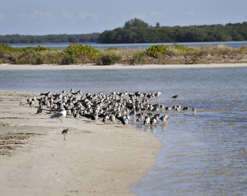 Bird Colony on the Seashore Stock Photo - Image of seabirds, sandpiper ...