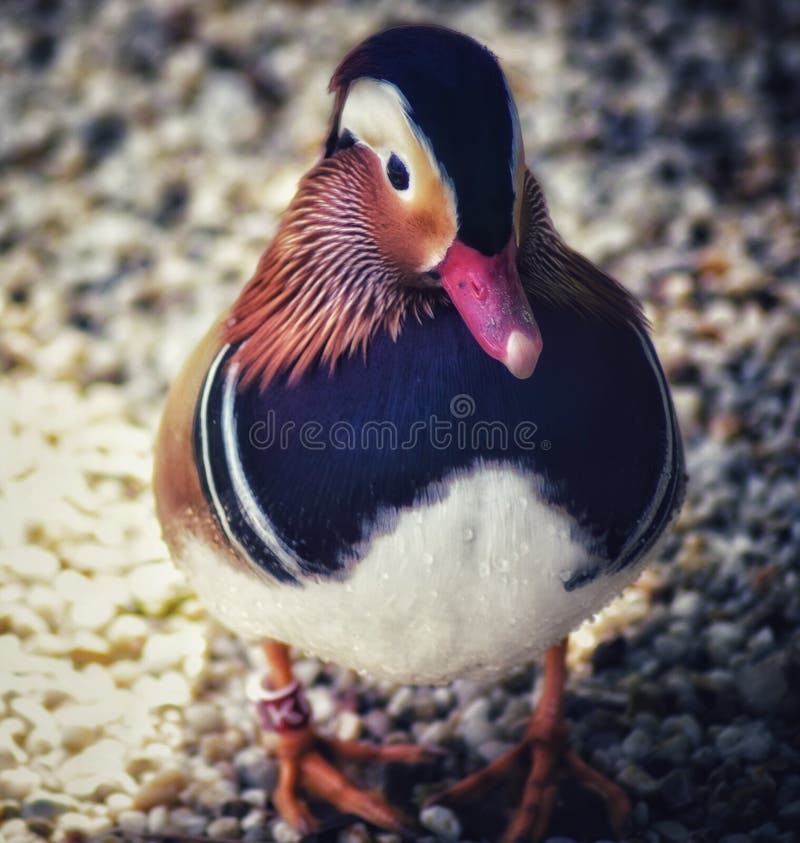 Bird stock image. Image of colors, bird, wild, sand - 102425653