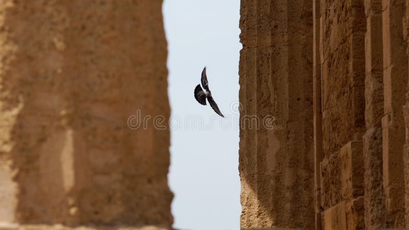 A Bird between the Columns of an Ancient Greek Temple Stock Photo ...