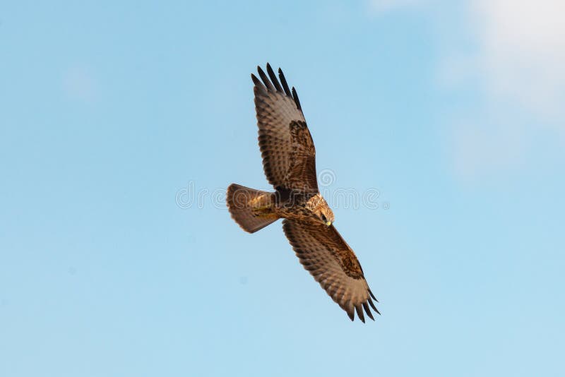 Set of Buzzard in Flight Isolated on White. Buteo Rufinus Stock Image ...