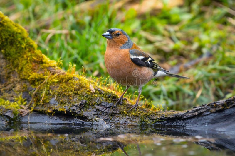Bird Common Chaffinch Close-up in Front of a Pond Stock Photo - Image ...