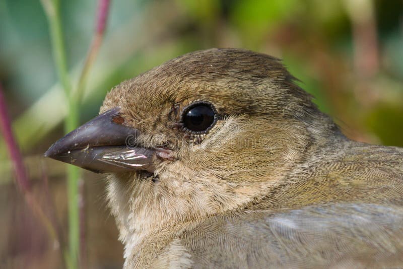 Bird Common Chaffinch Portrait with Parasites Around the Eye. Stock ...