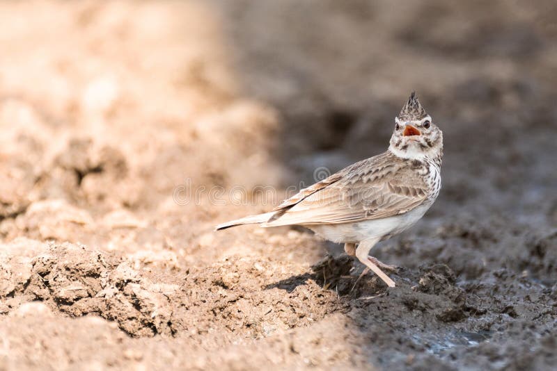 Bird Common Crested Lark Galerida Cristata with an Open Beak Stock ...