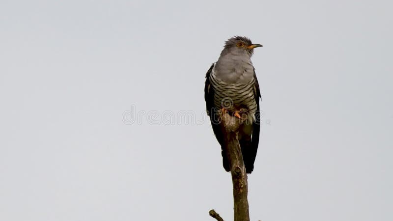 Common Cuckoo Cuculus Canorus in the Wild Stock Video - Video of ...
