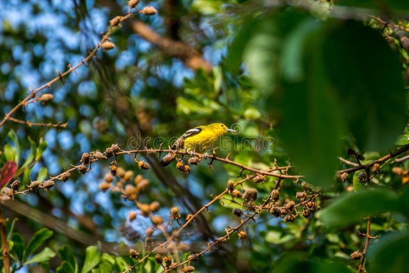 Bird (Common Iora) on a Tree Stock Photo - Image of pied, birds: 87672702