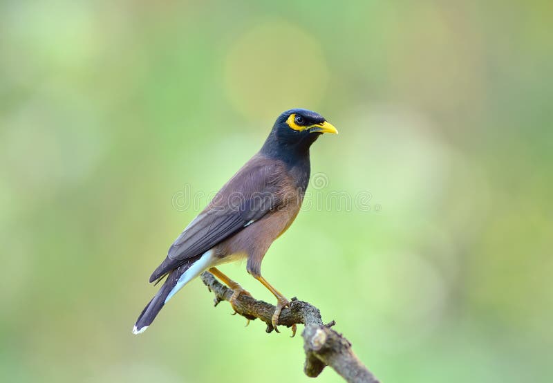 Bird (Common Myna) , Thailand Stock Photo - Image of head, thailand ...
