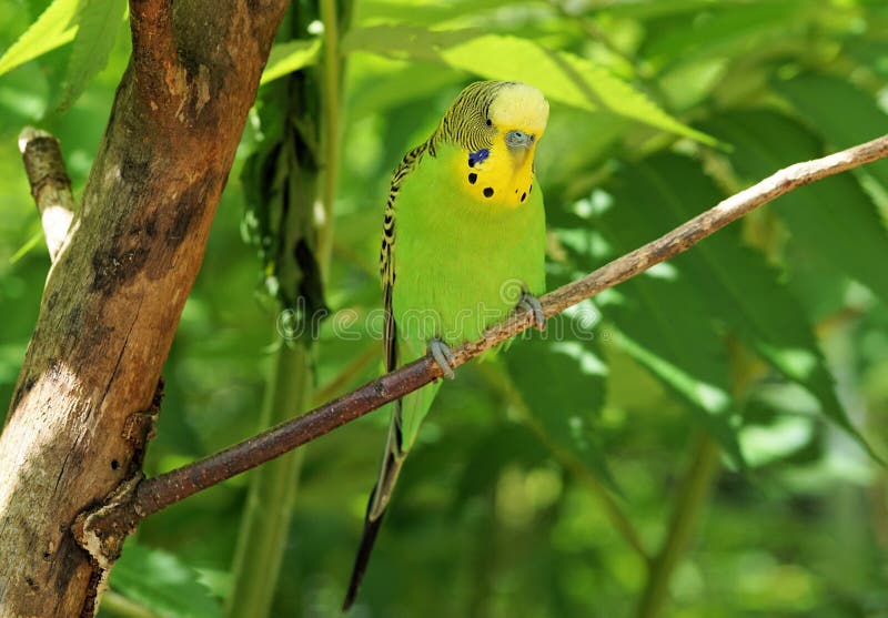 Bird, Common Pet Parakeet, Parakeet, Parrot Stock Image - Image of bird ...