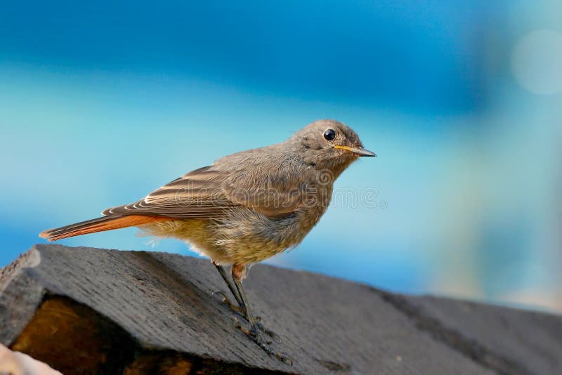Bird Redstart stock photo. Image of european, birdwatching - 198327982