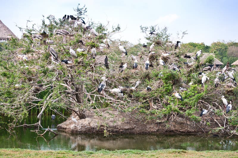 Bird Community stock photo. Image of shiny, outdoors - 29128526