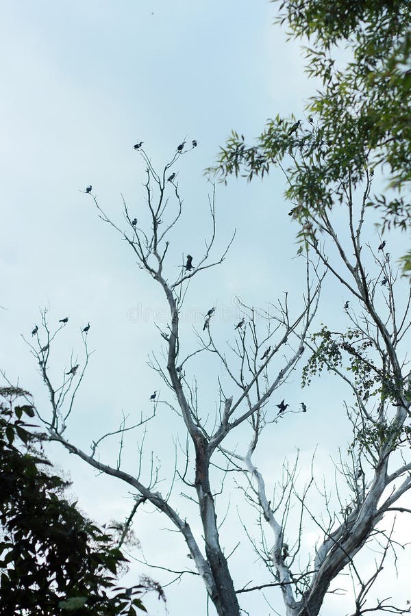 Bird Community on a Bare Tree Stock Photo - Image of flock, sinister ...