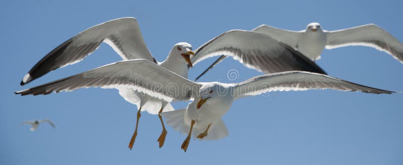 Bird competition stock image. Image of animal, bird, wing - 36883703