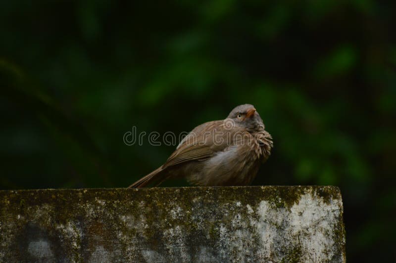Bird on compound wall stock image. Image of hummingbird - 185122787