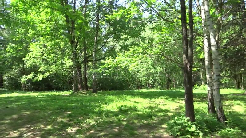 Bird concert in the forest stock video. Video of concert - 279314907