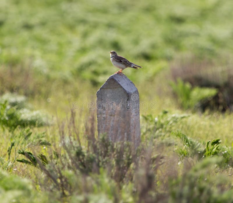 Bird on a Concrete Pillar in Nature Stock Image - Image of bright, life ...
