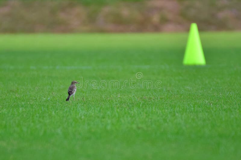 The Bird and the Cone. stock photo. Image of pitch, root - 65403218