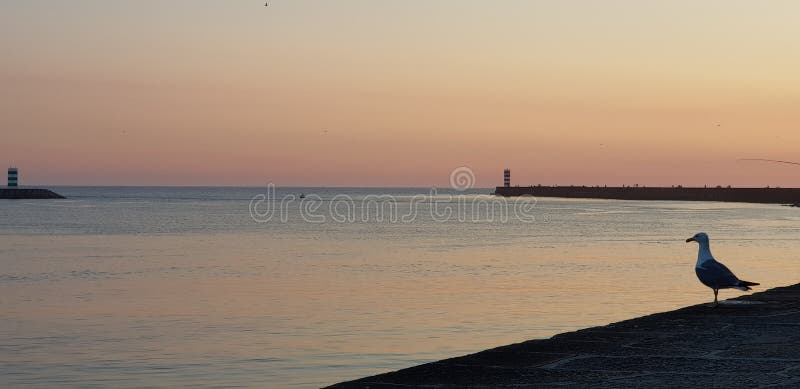 The bird on contemplation stock image. Image of sunset - 131009863
