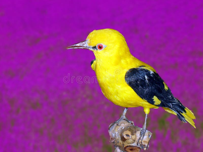 Contrant Stock Photos - Free & Royalty-Free Stock Photos from Dreamstime