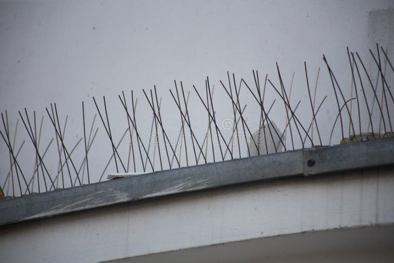 Bird Control Spike on the Facade of a Building in the City Stock Photo ...