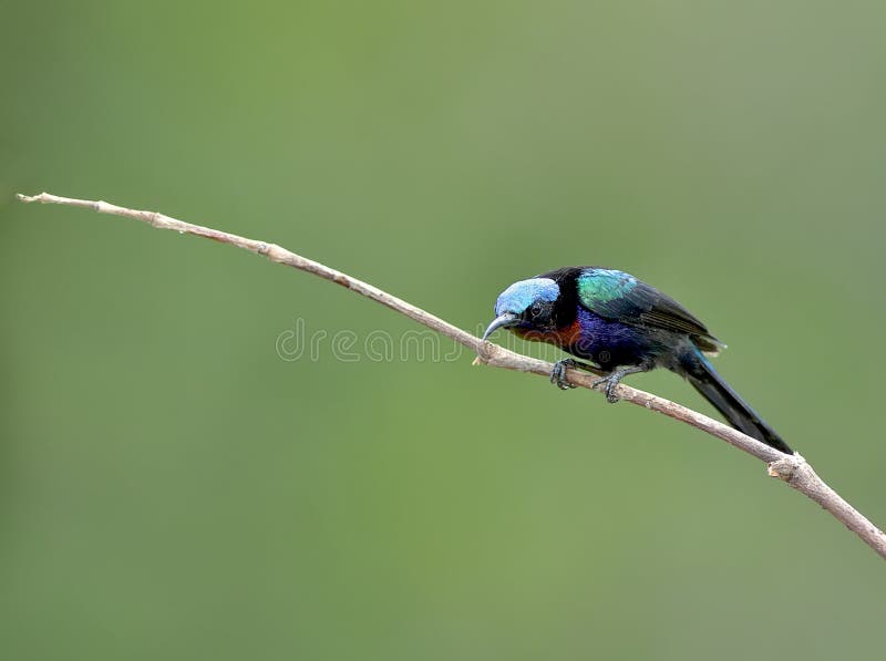 Bird (Copper-throated Sunbird) , Thailand Stock Photo - Image of animal ...