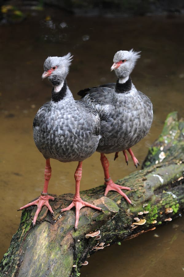 Bird Copy at Parque Das Aves Stock Image - Image of trunk, birds: 22623479