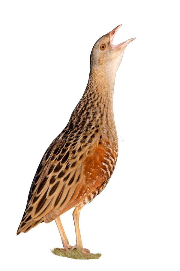 The Corn Crake, Corncrake or Landrail, Crex Crex is a Bird in the Rail ...
