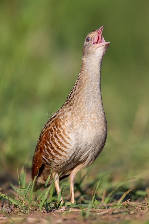 Bird a Corn Crake Sings on a Meadow Stock Photo - Image of animal ...