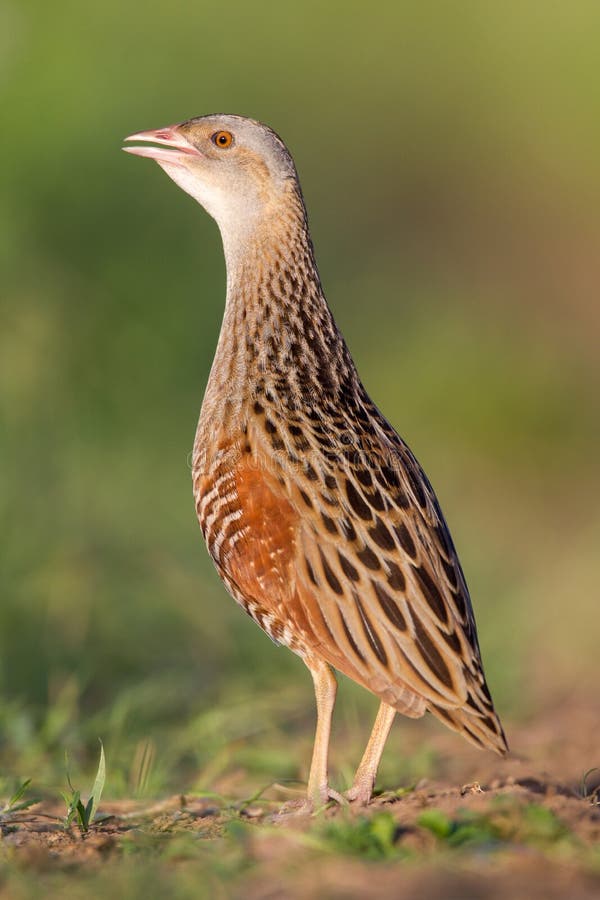 Bird a Corn Crake Sings on a Meadow Stock Photo - Image of concern ...