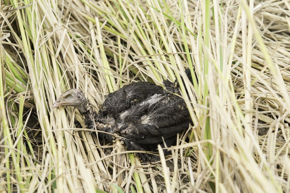 Bird corpse in the nature stock image. Image of wing - 41601527