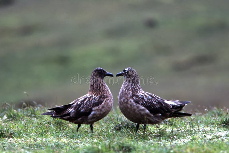 Bird Couple Picture. Image: 81743