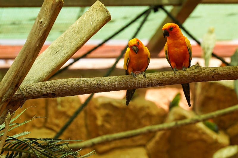 Bird Couple, Beautiful Parrot Looking at the Camera. Stock Image ...