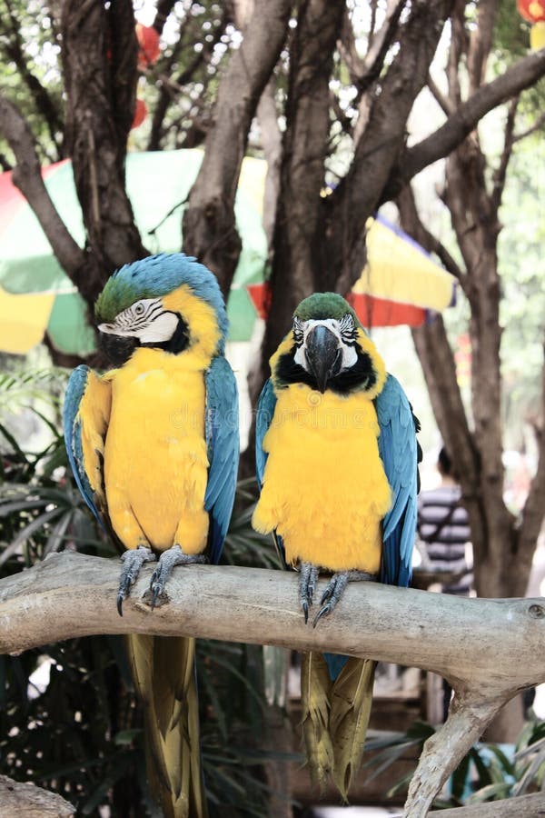 Bird Couple get angry stock image. Image of angry, couple - 204445797