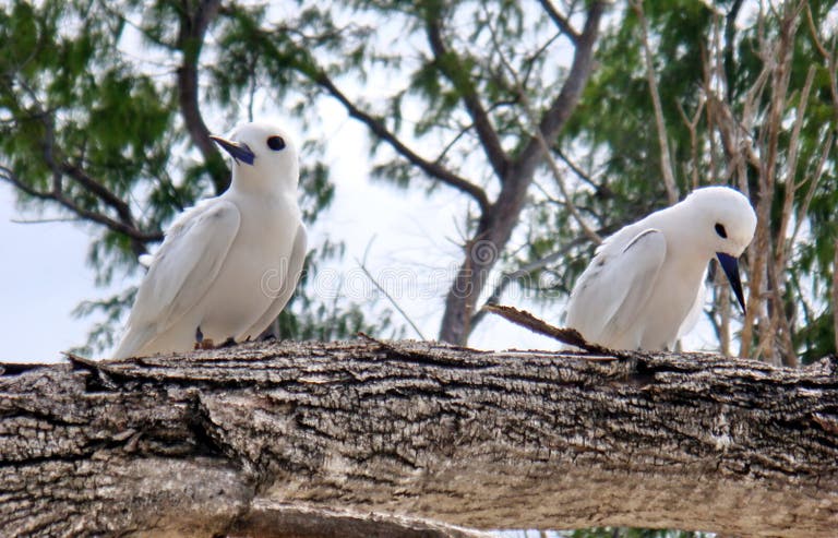 5,879 Sad Bird Stock Photos - Free & Royalty-Free Stock Photos from ...