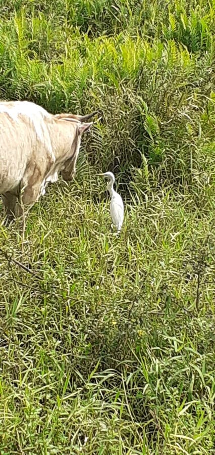 Bird with Cow White Wild Paddy Aria Stock Image - Image of white, aria ...