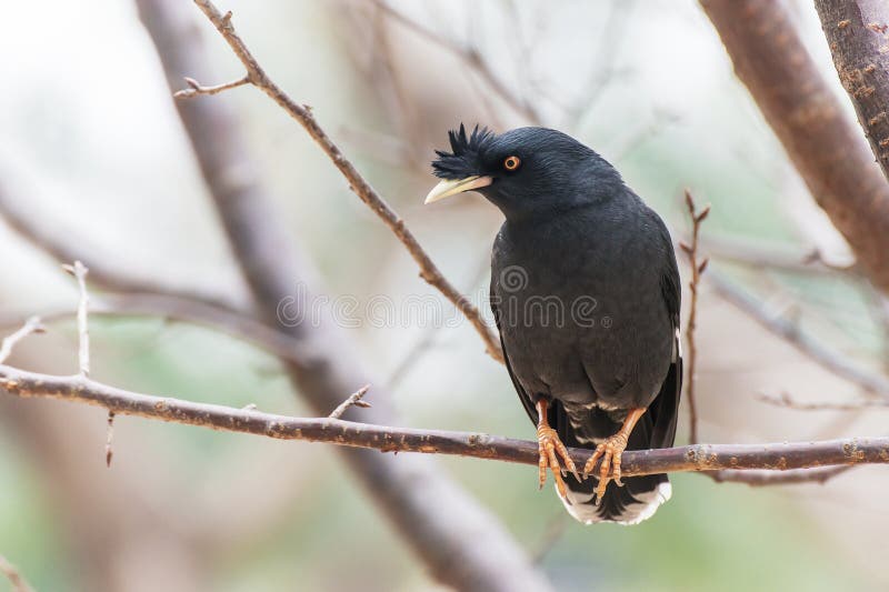 Bird Crested Myna stock photo. Image of myna, wildlife - 309725140