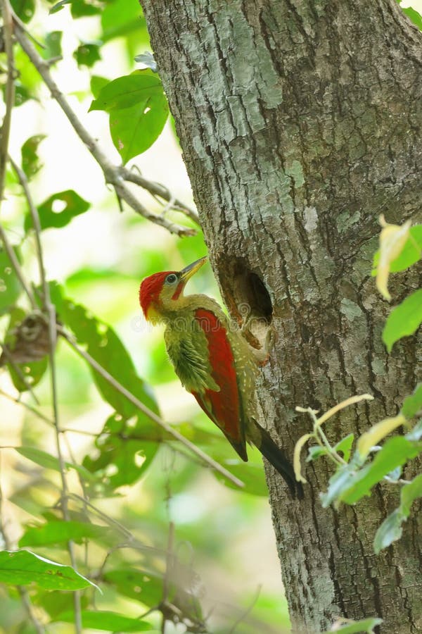 Bird (Crimson-winged Woodpecker) Nesting on Tree Stock Image - Image of ...