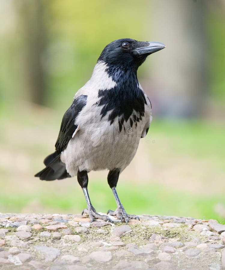 Grey crow stock image. Image of wildlife, wild, springtime - 17691955