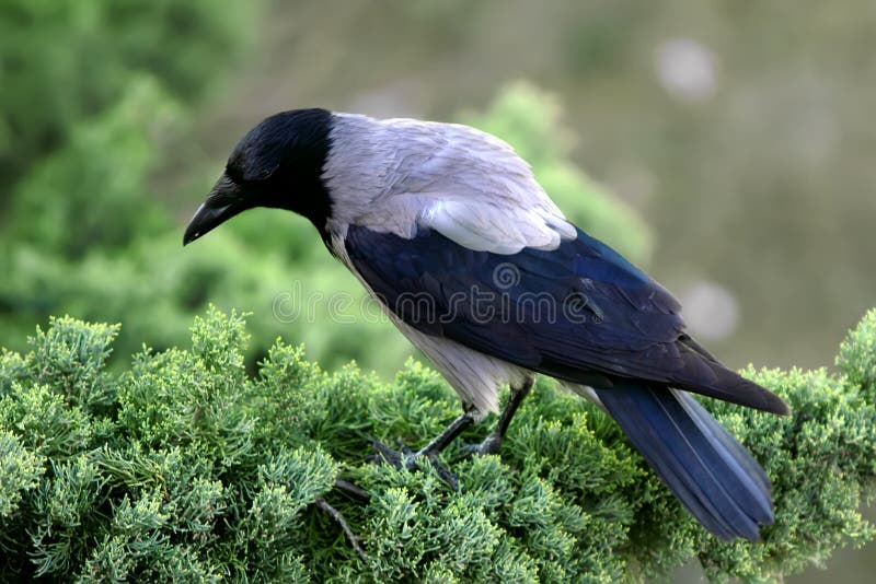 A common house crow stock photo. Image of garden, urban - 109556962
