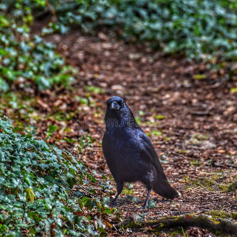 Bird Crow Black Wildlife Forest Stock Photo - Image of forest, wildlife ...