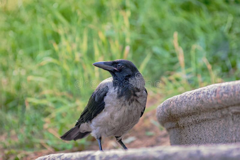Bird Crow in Urban Environments with a Blurred Background Back Stock ...