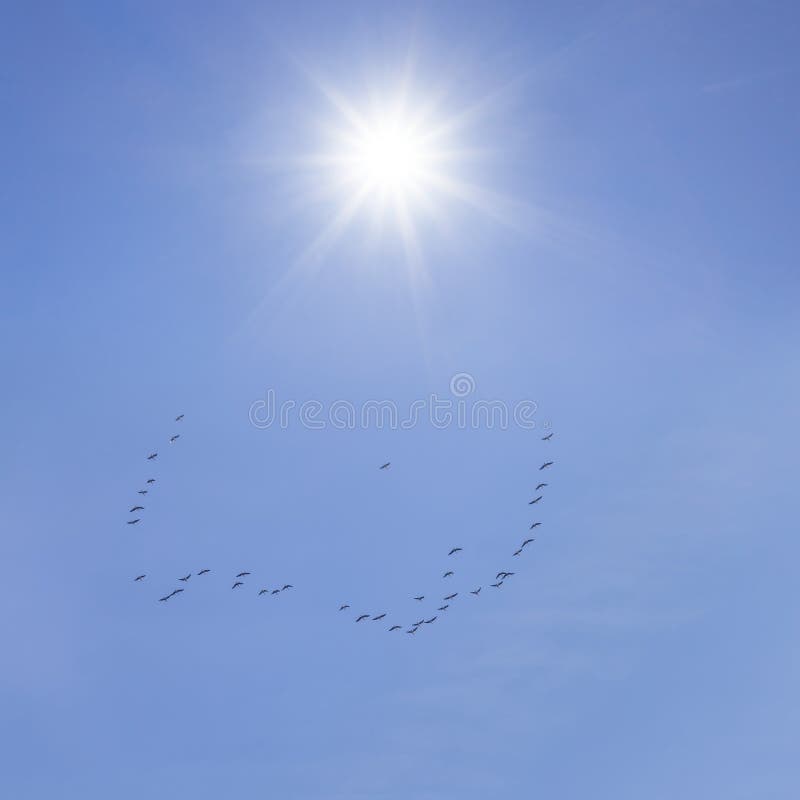 Bird Crowd Flying Over a Sky Stock Photo - Image of nature, light ...