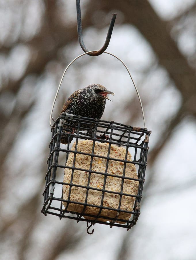 Bird crying on the try stock image. Image of autumn - 275846045
