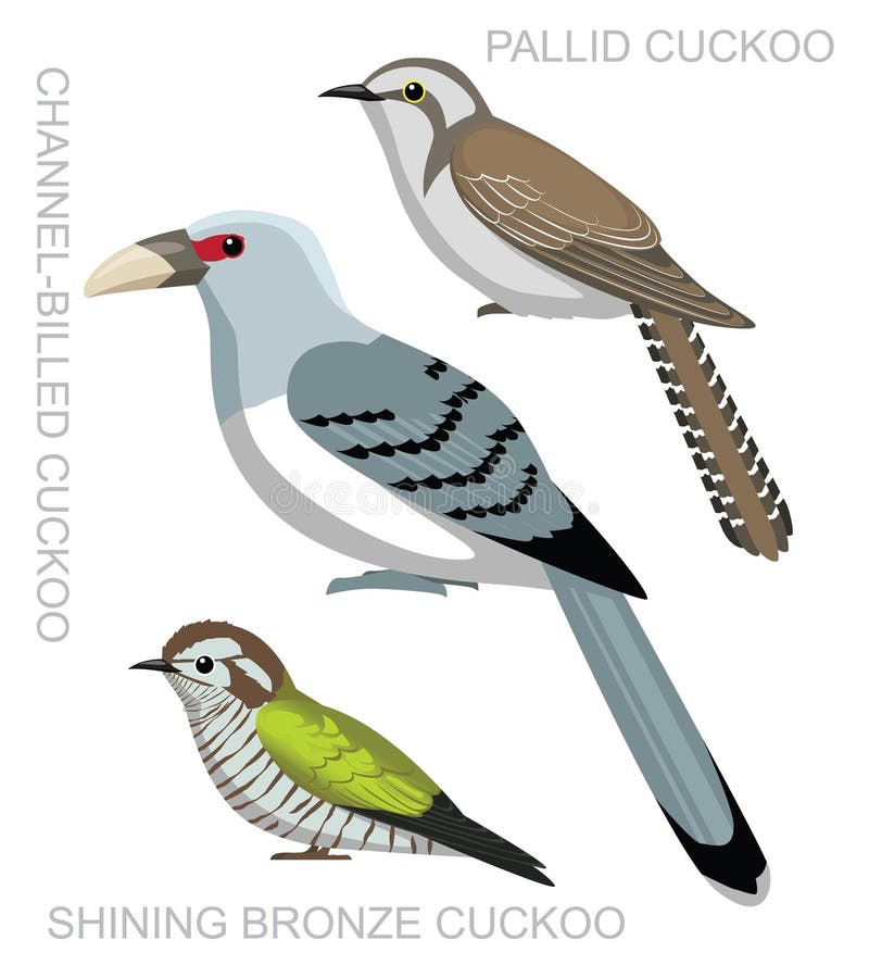 Channel Billed Cuckoo Stock Illustrations – 3 Channel Billed Cuckoo ...